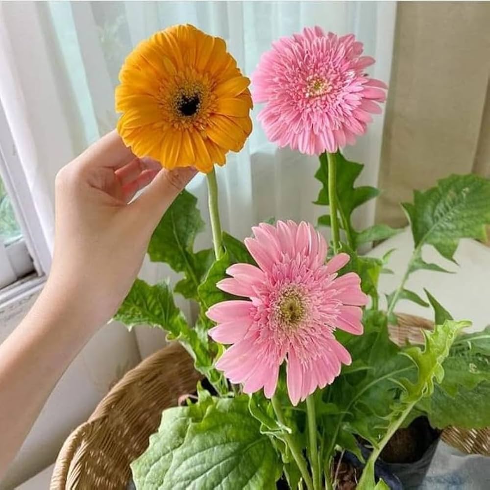 Gerbera Seeds - Gerbera Jamesonii Variety for Indoor Pots and Garden ...