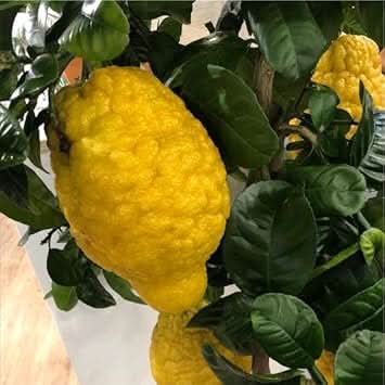 Citron Vegetable Seeds for Planting heirloom & Non-GMO Seeds - Dharaseeds