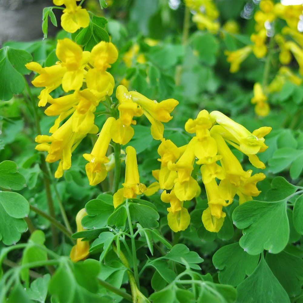 Corydalis Lutea Seeds Golden Shade Plant – Dharaseeds