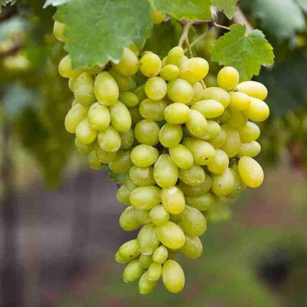 Water Grape Fruit Vitis vinifera Seeds for Urban Garden – Dharaseeds