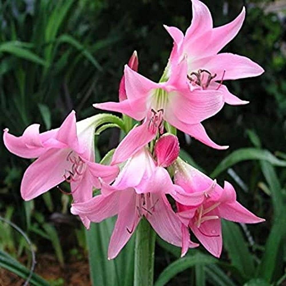 Crinum Seeds - Crinum Asiaticum for Planting – Dharaseeds