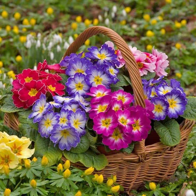 Primula Seeds - Mini Primrose Primula Vulgaris for Garden Planting ...