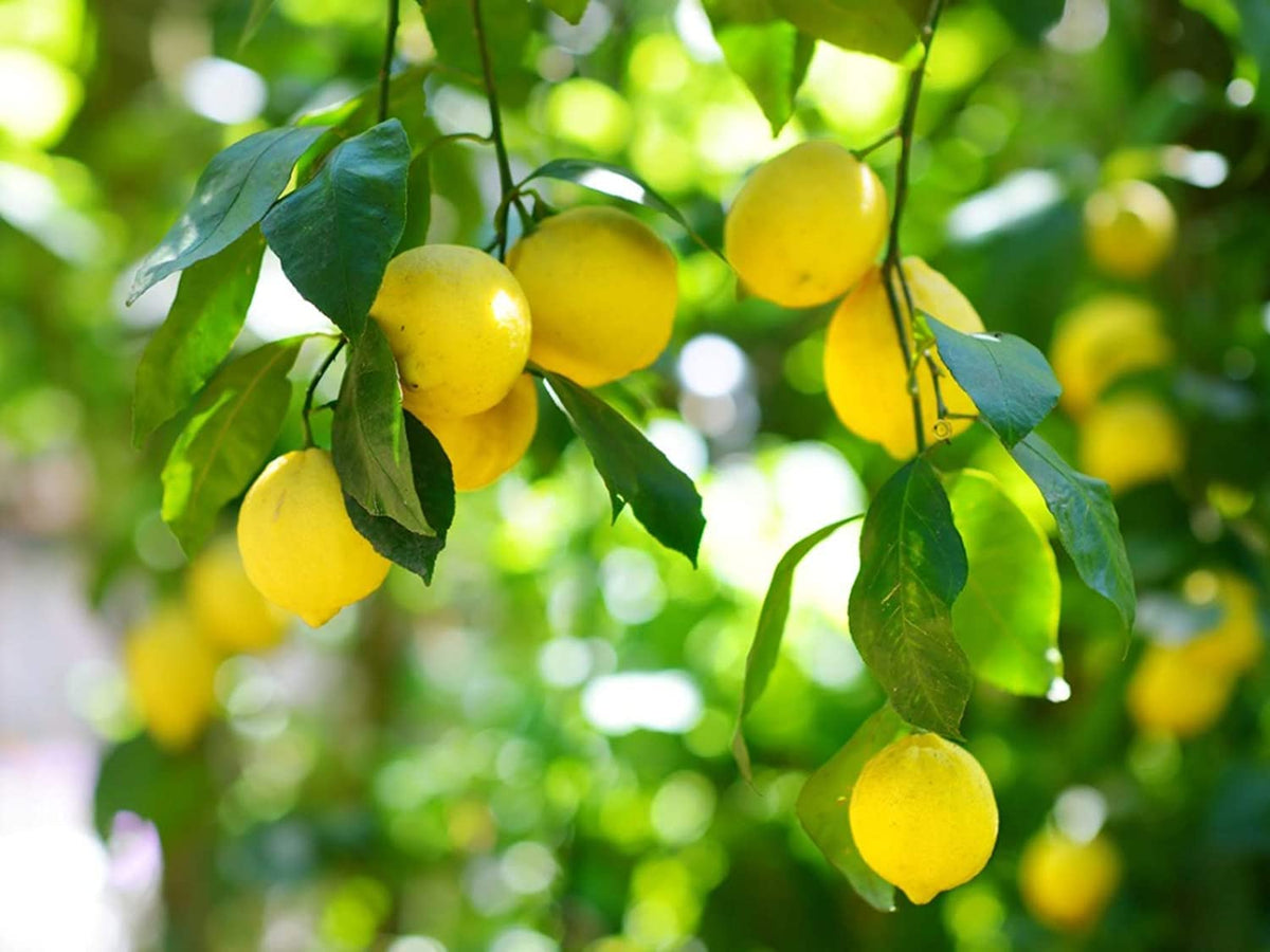 Lemon Seeds – Citrus limon – Vibrant Yellow Citrus – Grow Now – Dharaseeds
