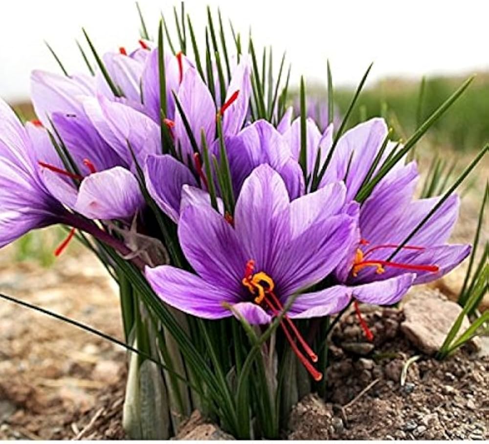 Heirloom Non-GMO Hatsuga Saffron Crocus Mixed Flower Seeds for Garden ...