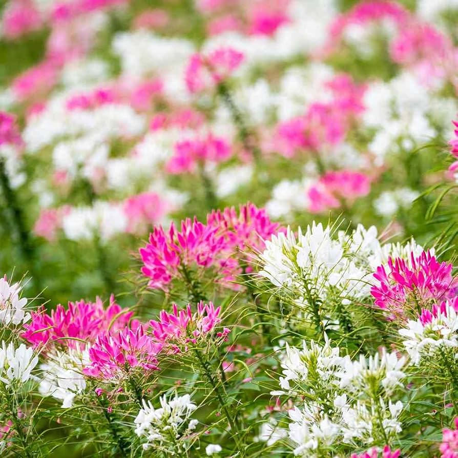 Giant Queen Mix Cleome Seeds for Planting Spider Flowers Perennial ...