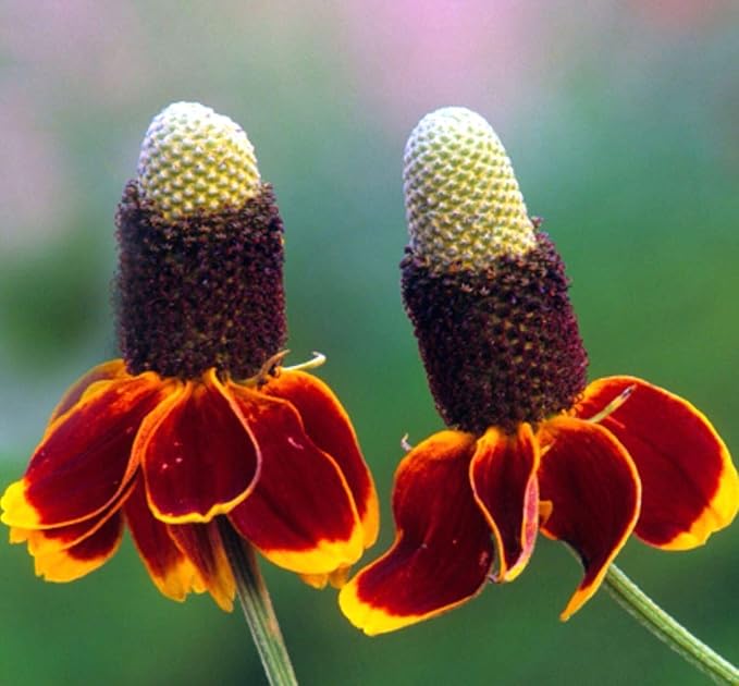 Ratibida Columnifera Mexican Hat Seeds – Native Wildflower Blooms ...