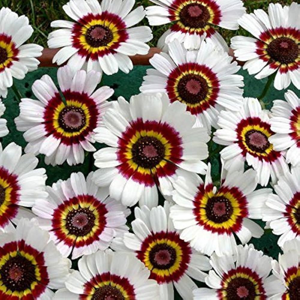 Painted Daisy Mix Seeds – Brighten Garden Beds – Dharaseeds