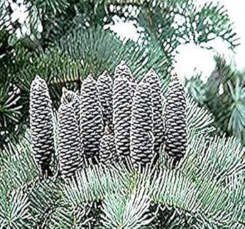 Abies Concolor Seeds for Planting – Organic, Heirloom, Non-GMO Plant ...