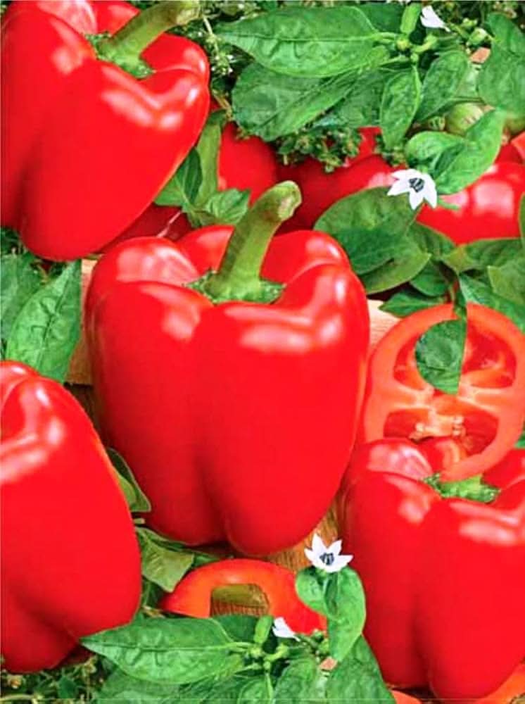 California Wonder Pepper Capsicum annuum vegetable seeds for kitchen ...
