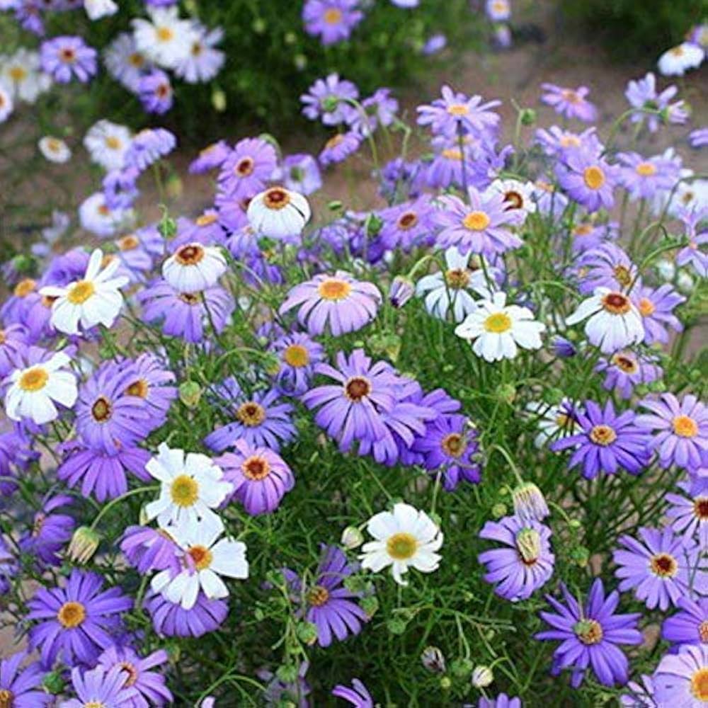 Daisy Seeds - Compact Variety for Containers and Border Edges – Dharaseeds