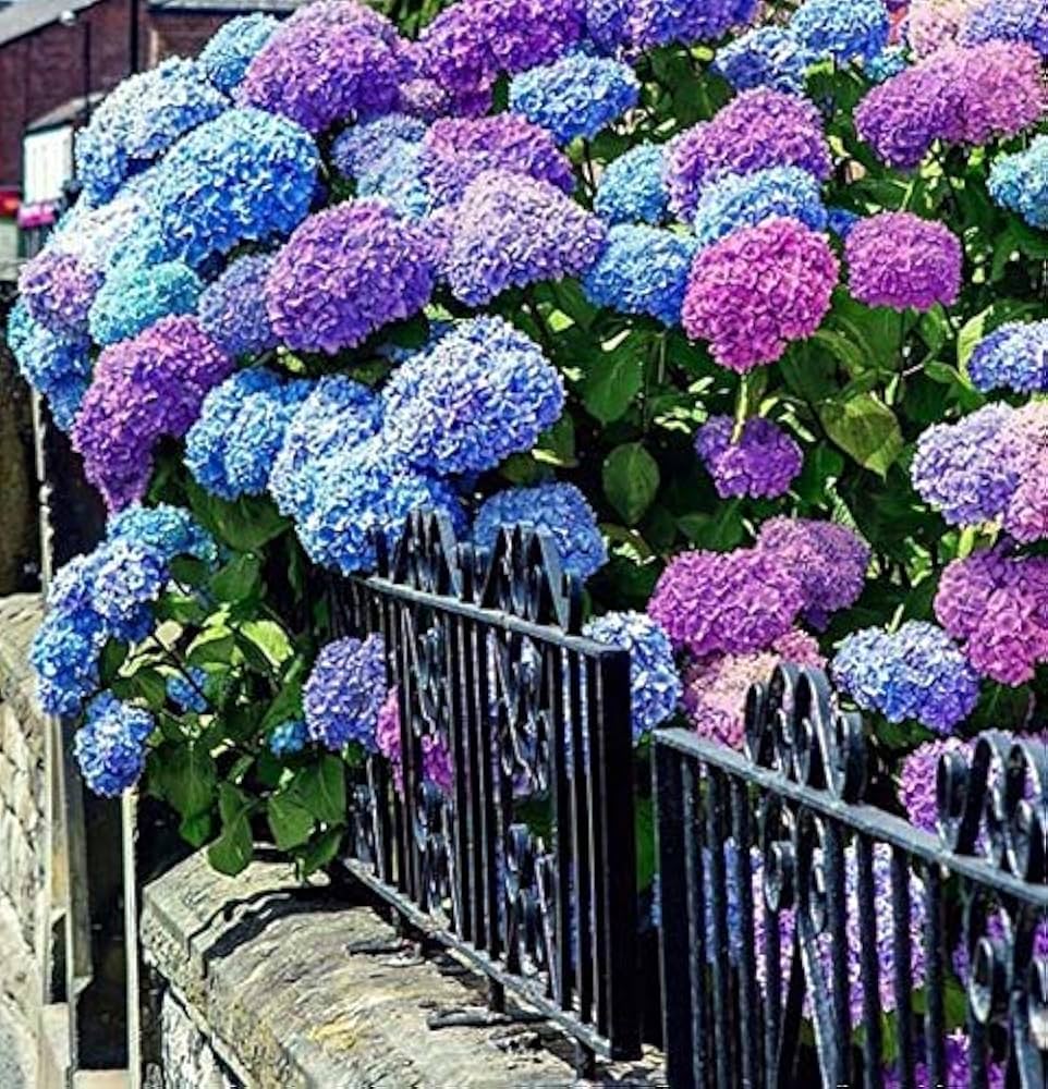 Hydrangea Seeds – Balcony Pot or Urban Garden Planting – Dharaseeds