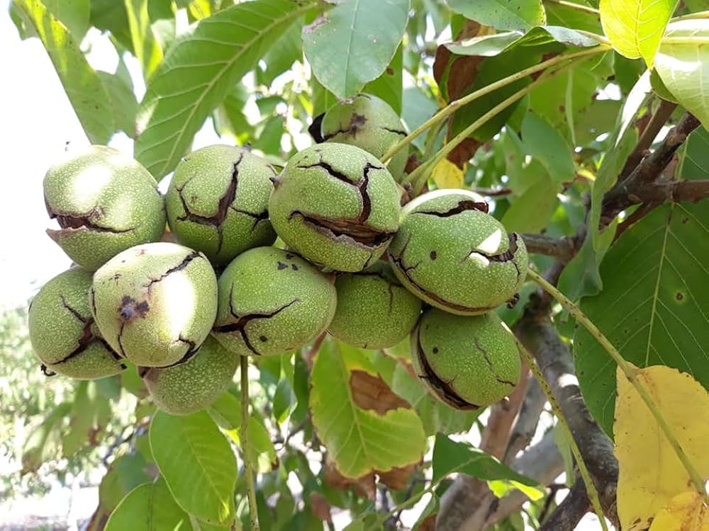 Juglans Regia Walnut Seeds – Grow English Walnuts – Dharaseeds