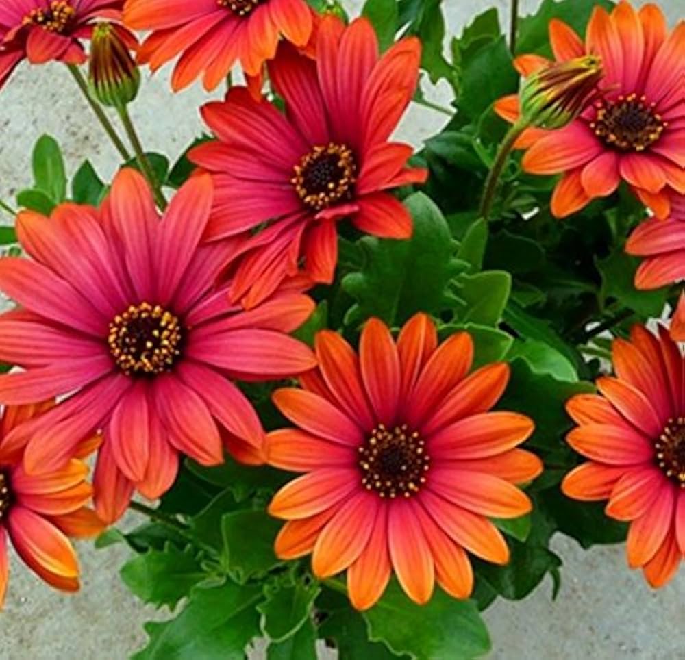 Orange Cape Daisy Seeds – Garden Planting Pick – Dharaseeds