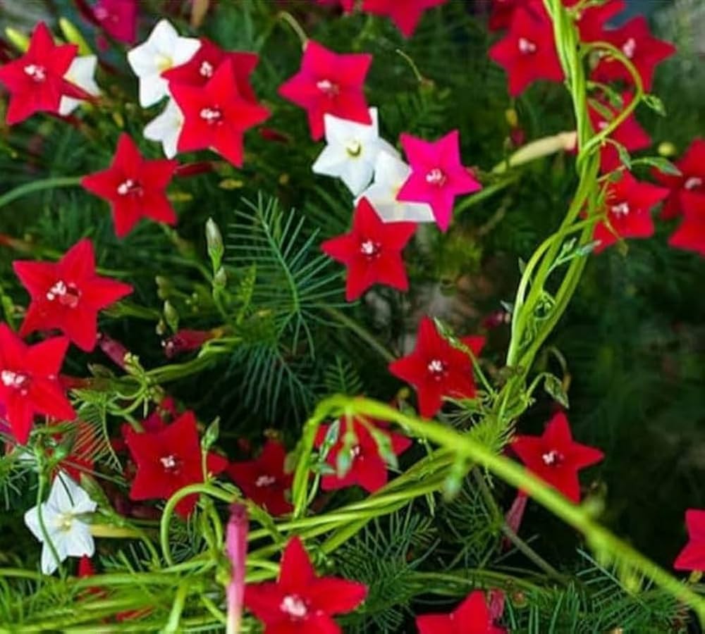 Starry Flower Seeds – Vibrant Blooms for Urban Gardens – Dharaseeds