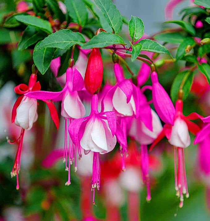 Fuchsia hybrida Seeds – Hanging Baskets & Home Garden – Dharaseeds