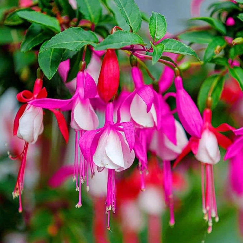 Fuchsia Seeds – Fuchsia spp for Your Flower Bed – Dharaseeds