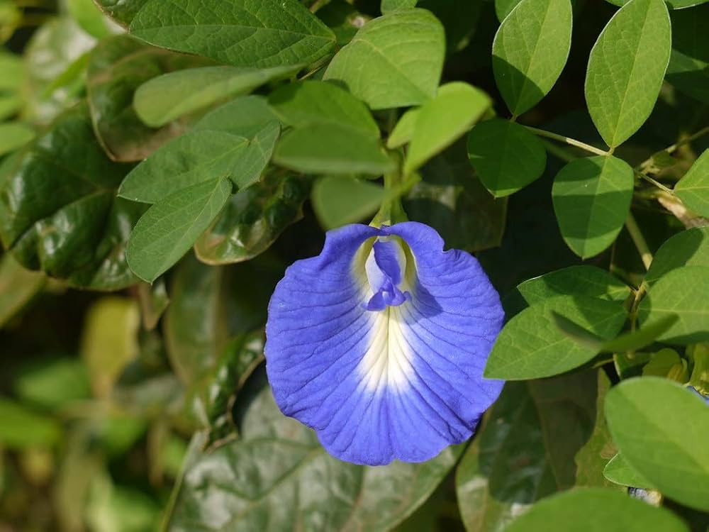 Fibigia Clypeata Seeds - Roman Shield for Rock Gardens & Dry Landscapes ...