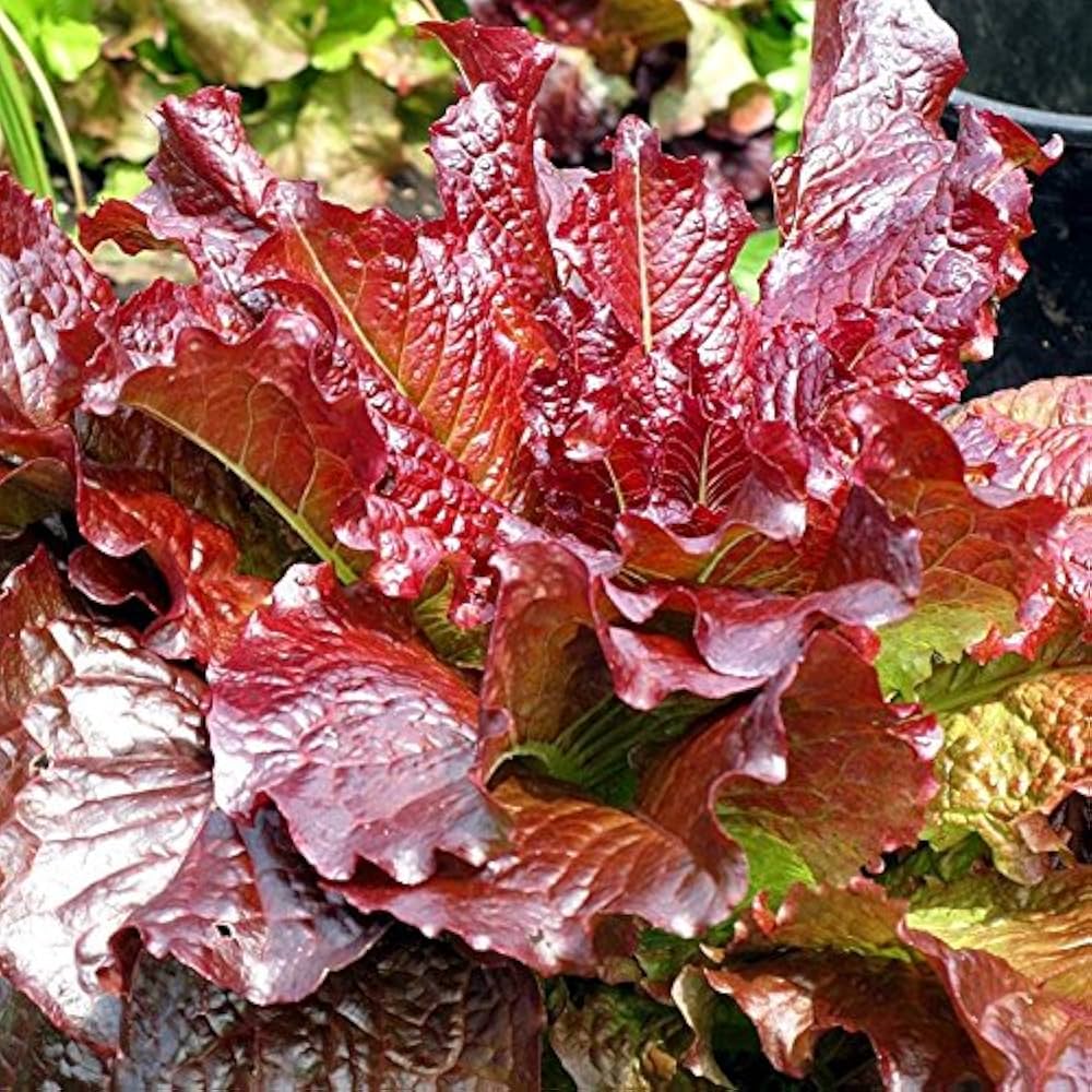 Red Romaine Lettuce Seeds – Rare Cimmaron Heirloom – Dharaseeds