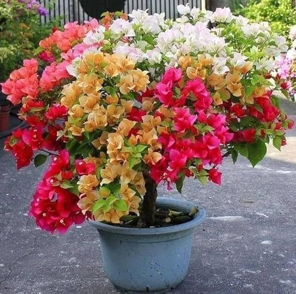 Garofano Bonsai Flower Plants - Perennial Garden Flowers – Dharaseeds
