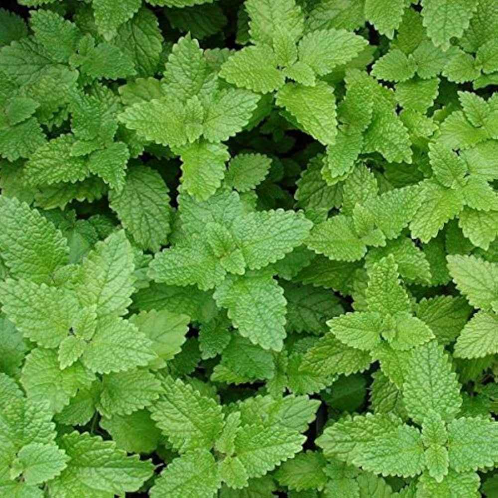 Lemon Mint Seeds - Mentha citrata Herb Variety – Dharaseeds