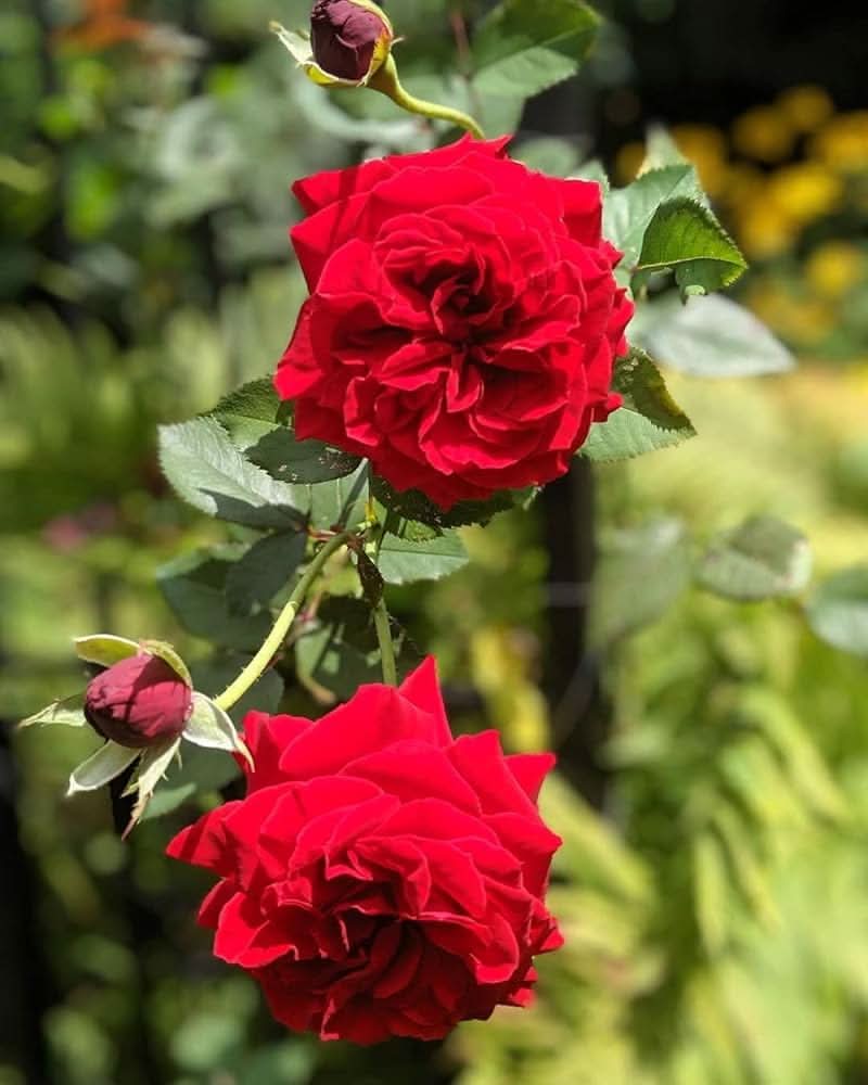 Rose Red Rose Flower Seeds - Dharaseeds