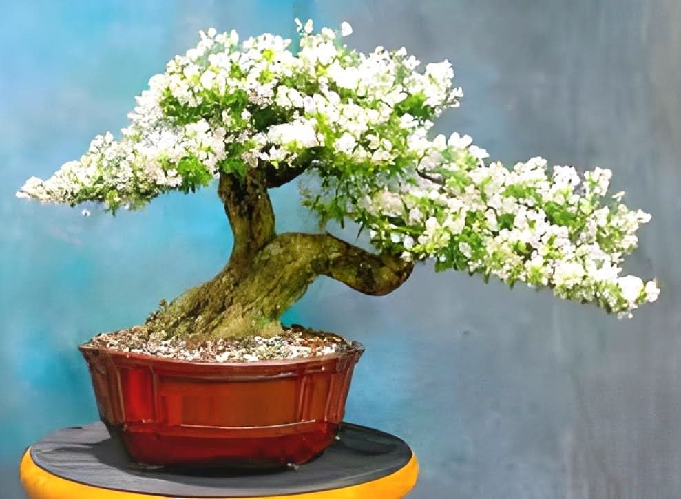 Sakura Seeds - Prunus Serrulata for Garden Bonsai and Backyard ...