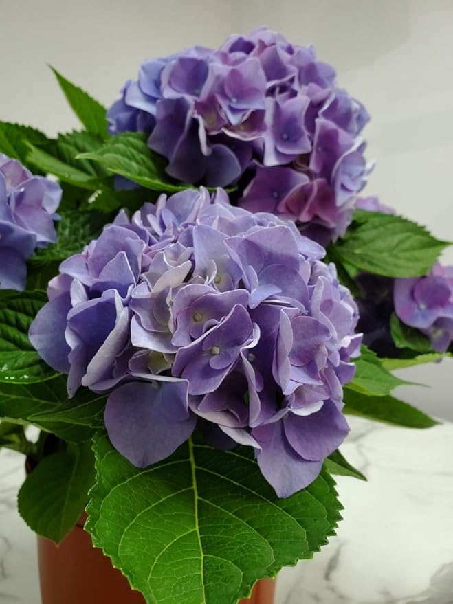 Hydrangea Seeds – Hydrangea macrophylla for Vertical Gardens & Partial ...