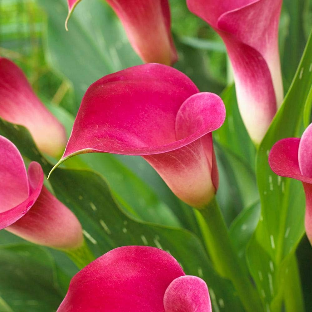 Calla Lily Seeds for Planting - Elegant Blooms for Your Garden – Dharaseeds