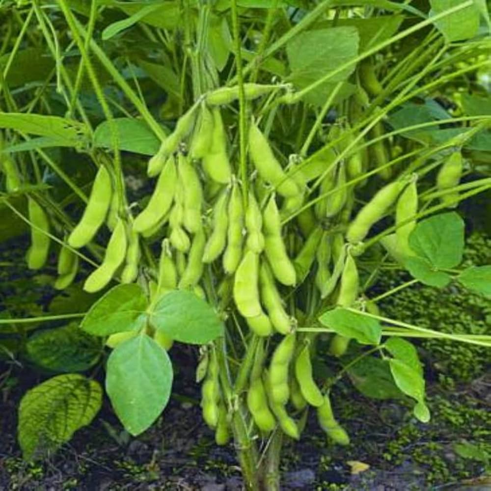 Soybean Vegetable Seeds – Protein Heirloom Crop – Dharaseeds