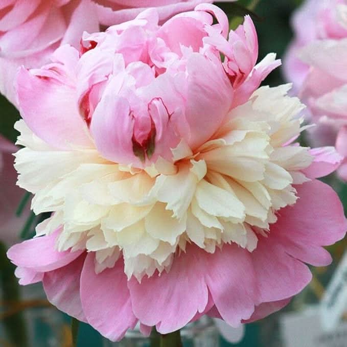Flower Seeds – Rare Pink – Dharaseeds