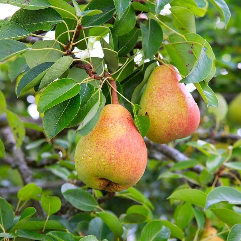Sand Pear Seeds – Grow Crisp Pears Now – Dharaseeds