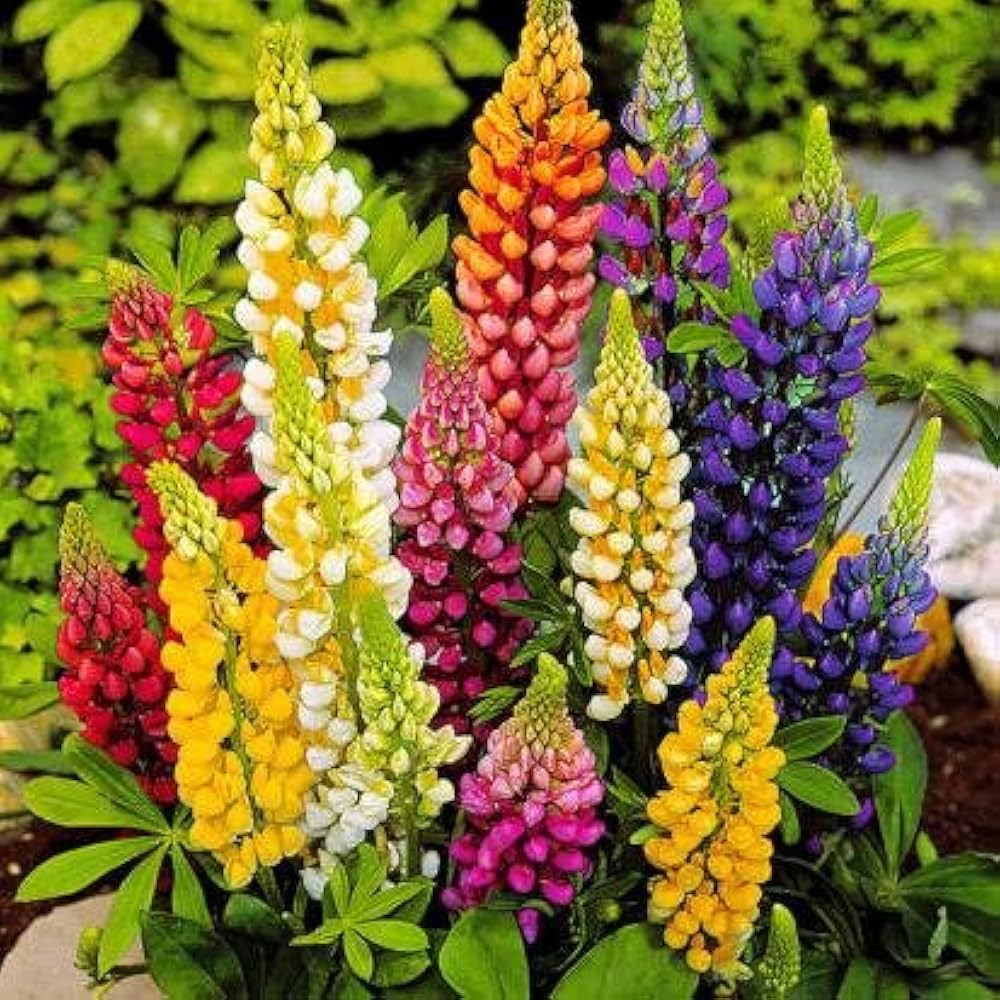 Mixed Lupine Seeds – Bright Wildflower Color Mix – Dharaseeds
