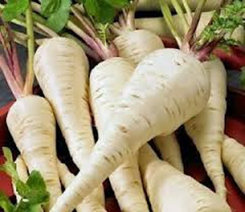 Harris Model Parsnip Seeds - Heirloom Organic Non-GMO Vegetables ...