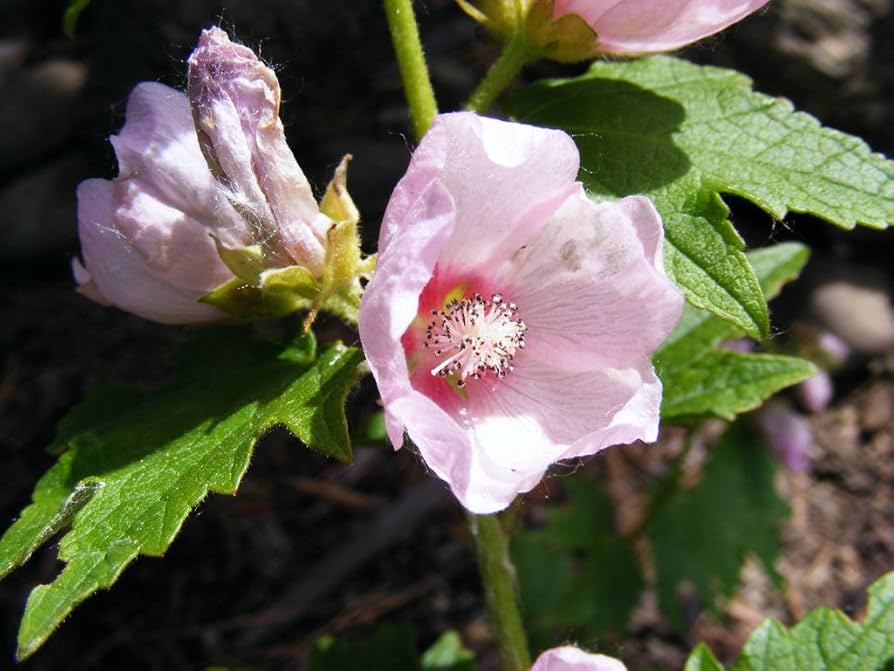 Iliamna Remota Seeds - Kankakee Mallow Wildflower for Pollinator ...