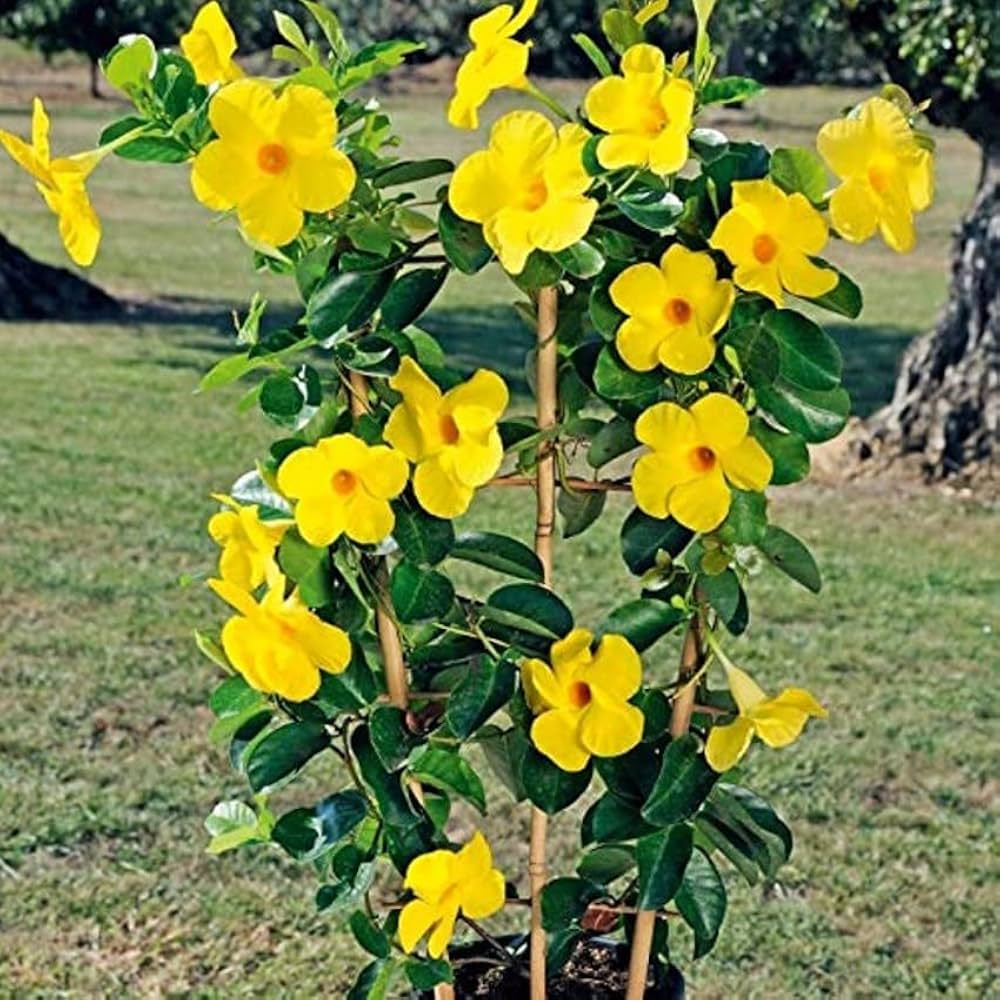 Mandevilla Sanderi Seeds – Stunning Climbers for Vertical Gardens ...