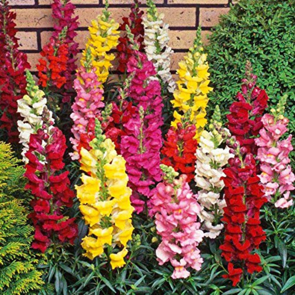 Burpee Flower Seed Packets Including Varieties Flower Seeds – Dharaseeds