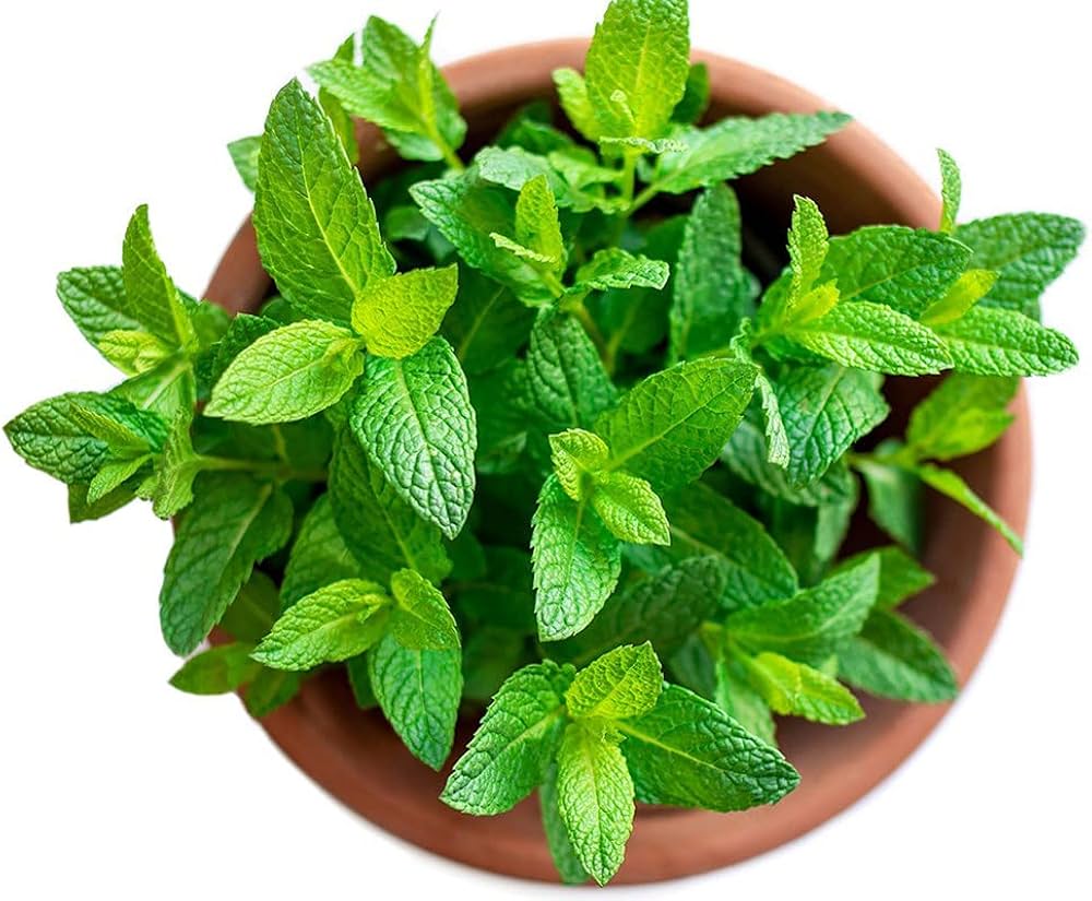 Heirloom Organic Peppermint Spearmint Mint Seeds – Colorful Pot Growth ...
