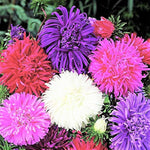 Giant Multi Aster Flower Seeds – Heirloom, Non-GMO Seeds for Planting ...