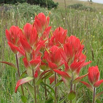 Castilleja Flower Seeds for Planting - 100 pcs - Dharaseeds