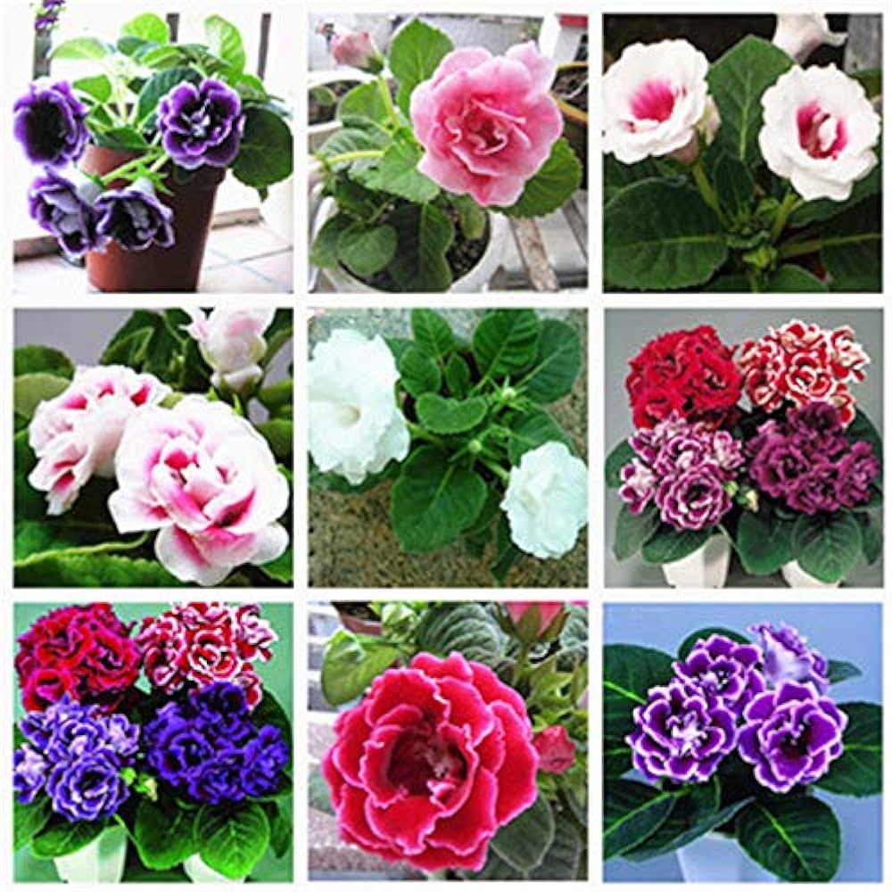 Gloxinia Seeds - Sinningia Speciosa Variety for Home Garden Planters ...