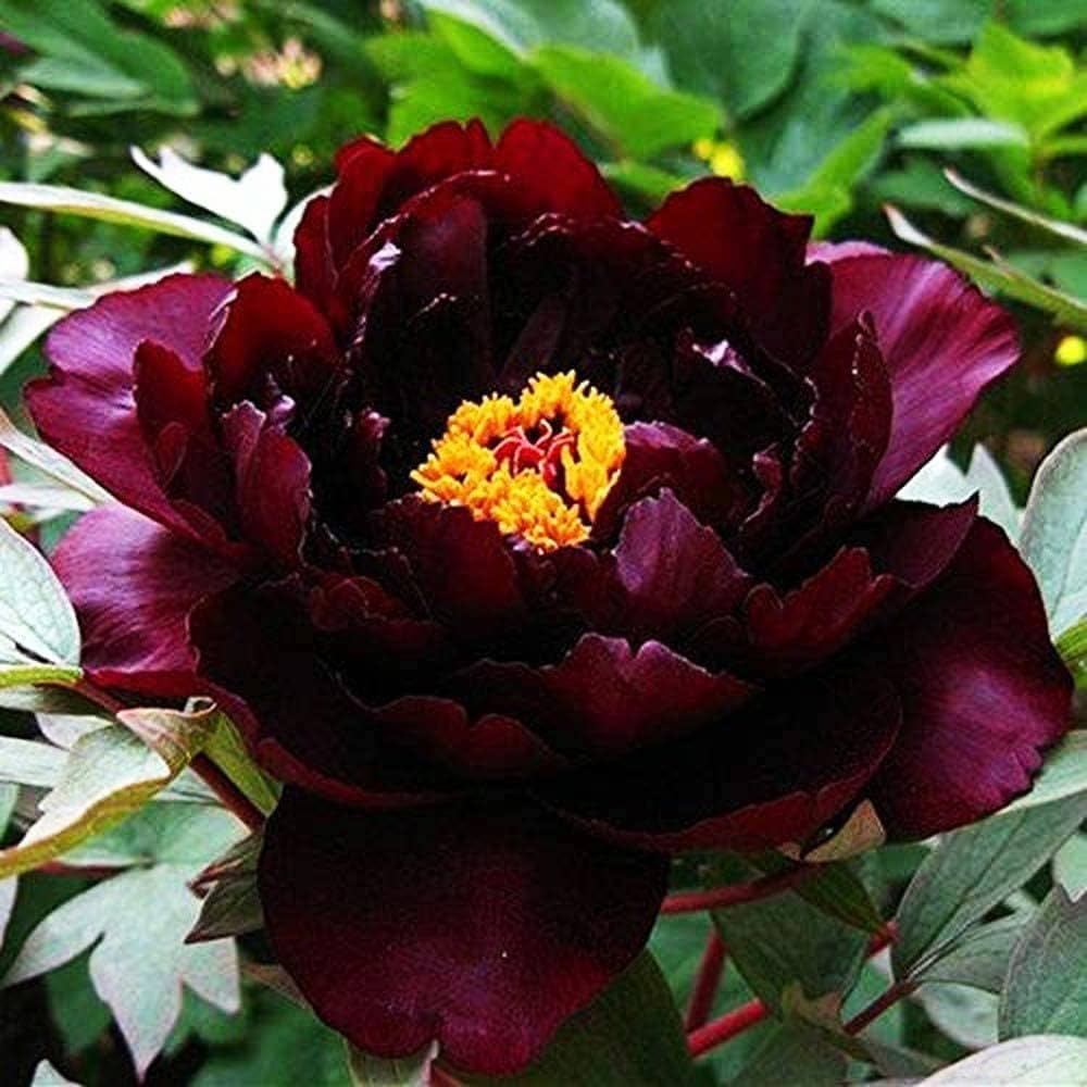Peony Root Seeds – Paeonia suffruticosa – Dharaseeds