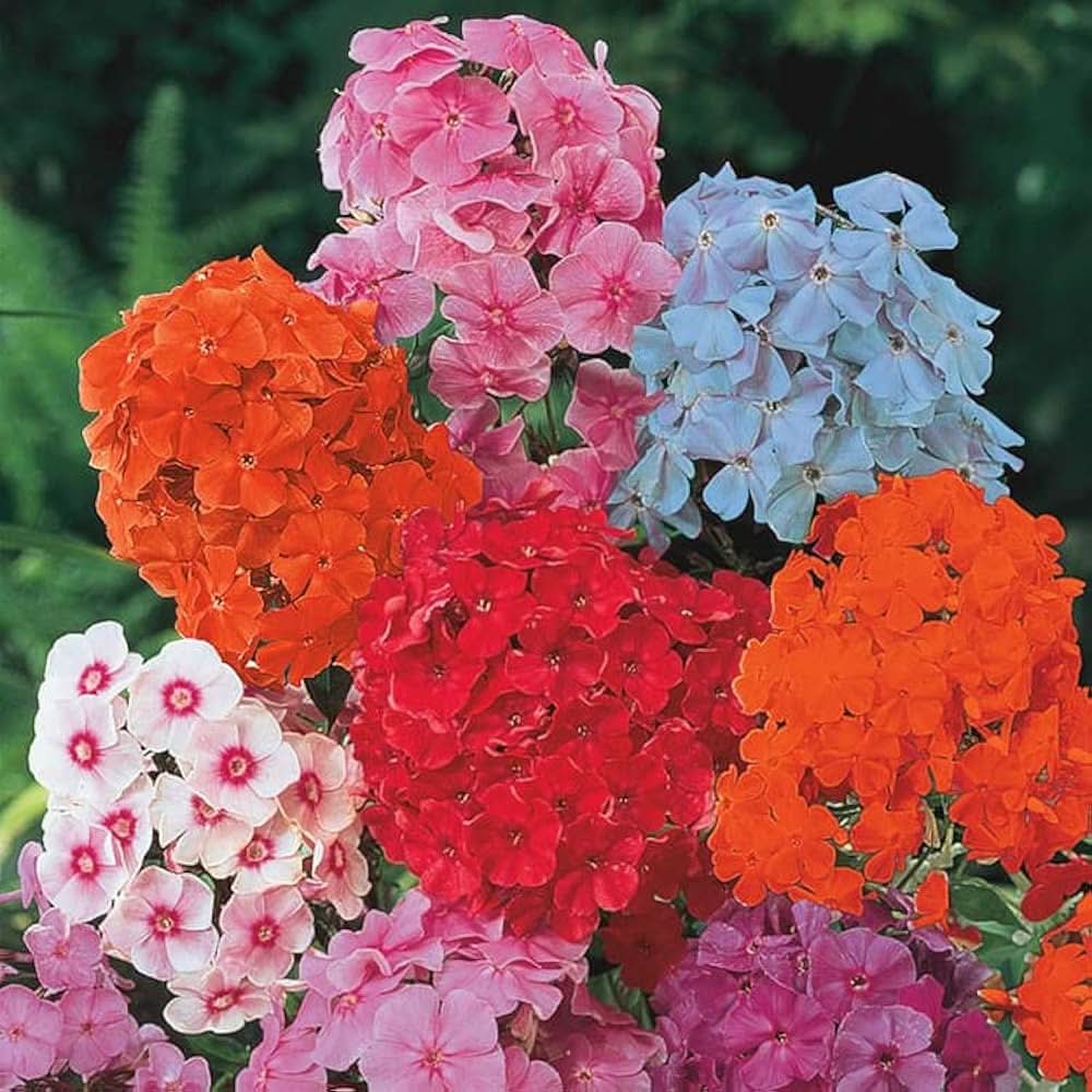 Phlox Seeds - Phlox drummondii Mixed Color for Home Garden Planting ...