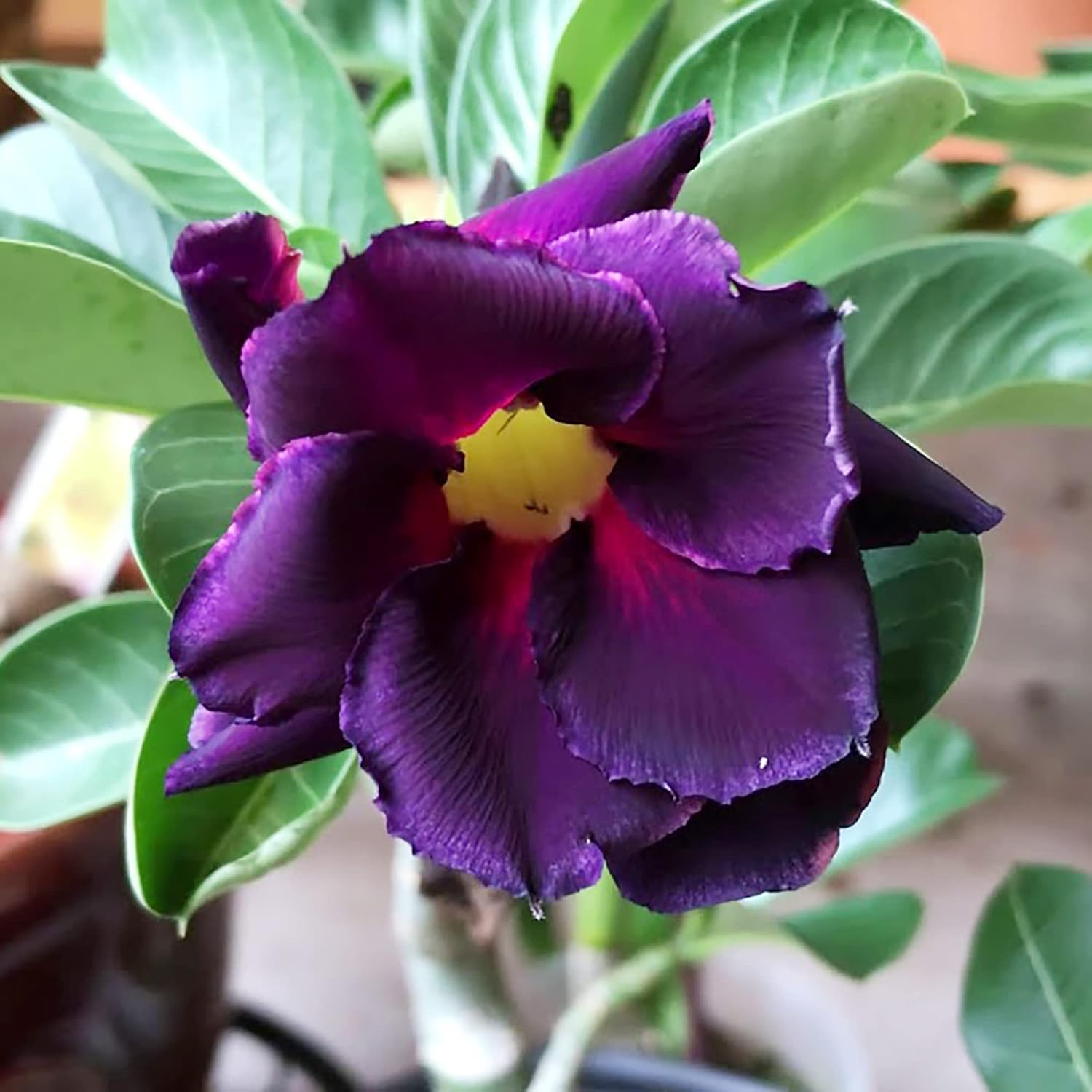 Organic Purple Adenium Flower Seeds for Planting – Heirloom, Non-GMO ...