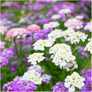 Heirloom Non-GMO Purple & Pink Iberis Candytuft Mix Seeds – High ...