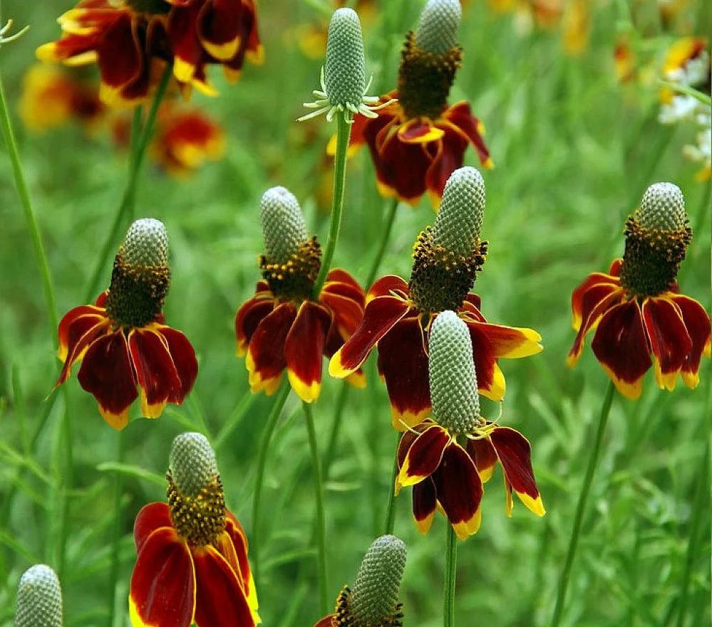 Heirloom Prairie Flower Seeds, Non-GMO Wildflower Mix for Naturalized ...