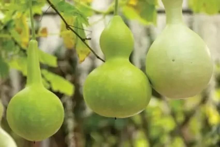 White Bottle Gourd Seeds – Heirloom Vine Crop – Dharaseeds