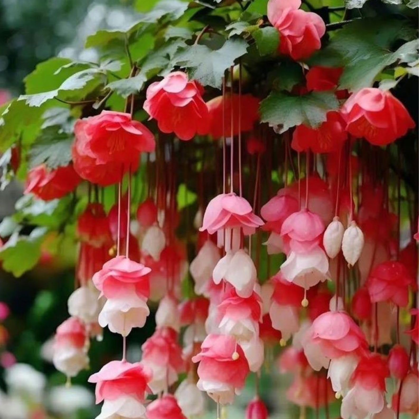 Fairy Kiss Begonia Seeds or Seeds Flower Flower Seeds – Heirloom, Non ...
