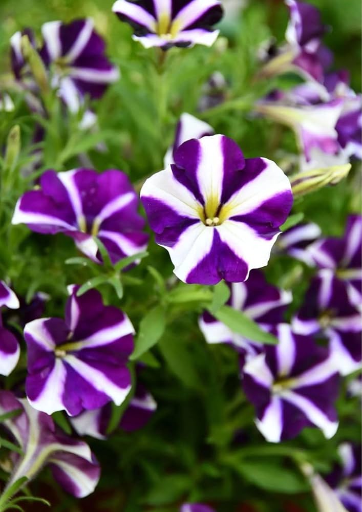 Petunia Hybrida Mixed Color Seeds – Vibrant Petunia for Pots and ...
