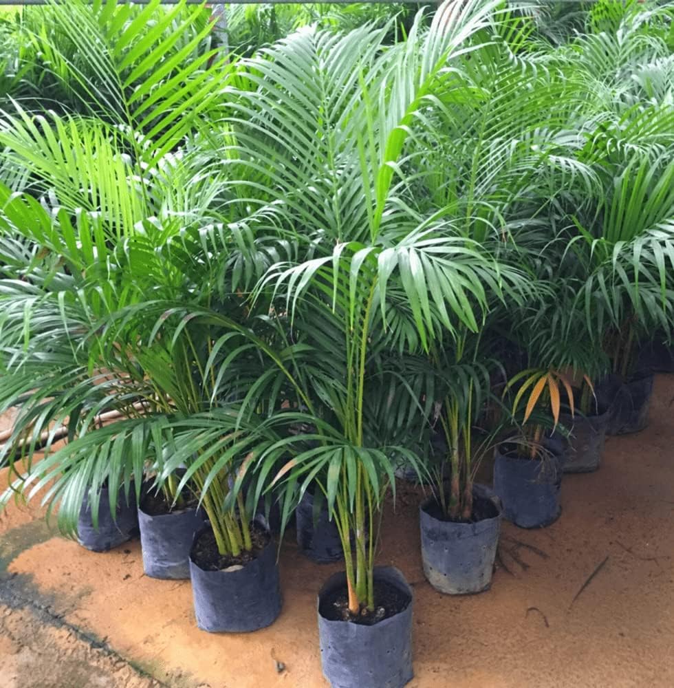 Cabbage Palm Seeds – Grow Palms for Tropical Gardens – Dharaseeds