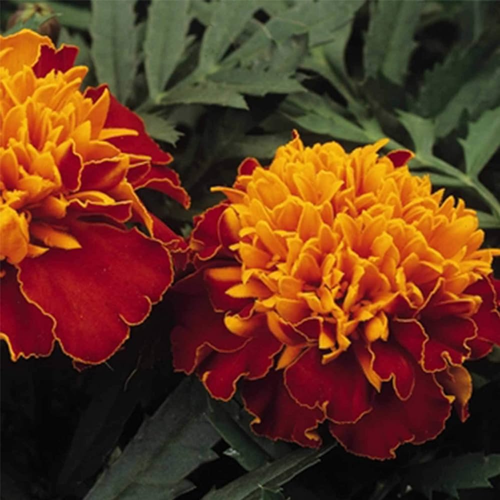 Matrix Sangria Pansy Flower Seeds for Garden – Dharaseeds